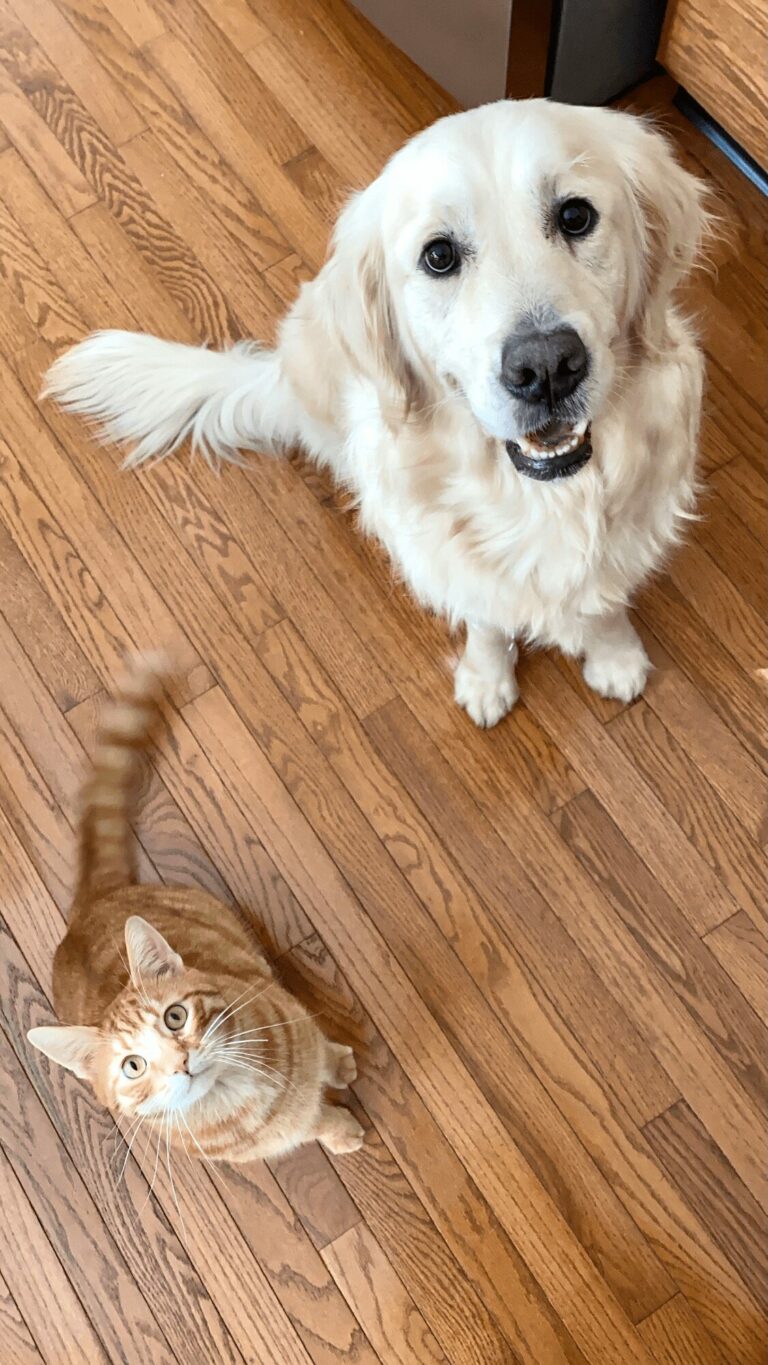 Daily Inspiration: Meet Golden Retrievers in Need (GRIN) - Voyage Ohio ...