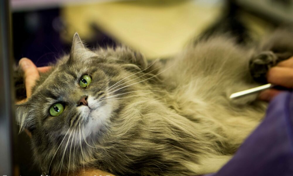 Meet Angela Sexton of Fuzzy Butts LLC - Voyage Ohio Magazine