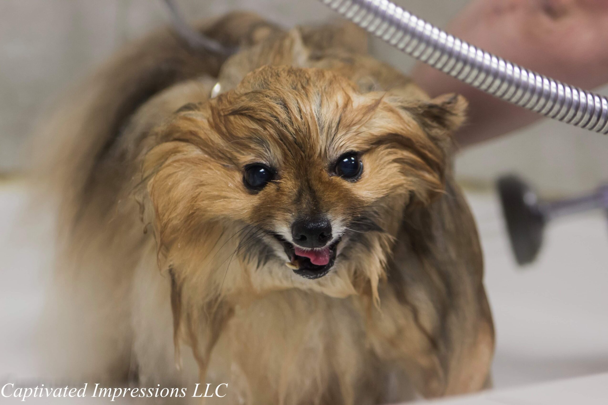 Meet Angela Sexton of Fuzzy Butts LLC - Voyage Ohio Magazine