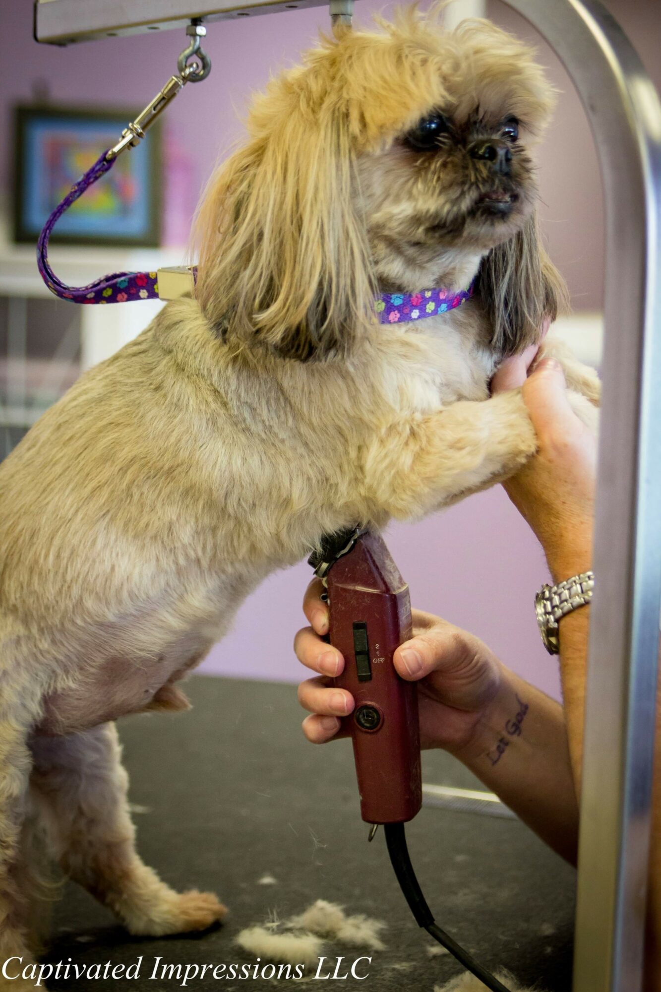 Meet Angela Sexton of Fuzzy Butts LLC – Voyage Ohio Magazine