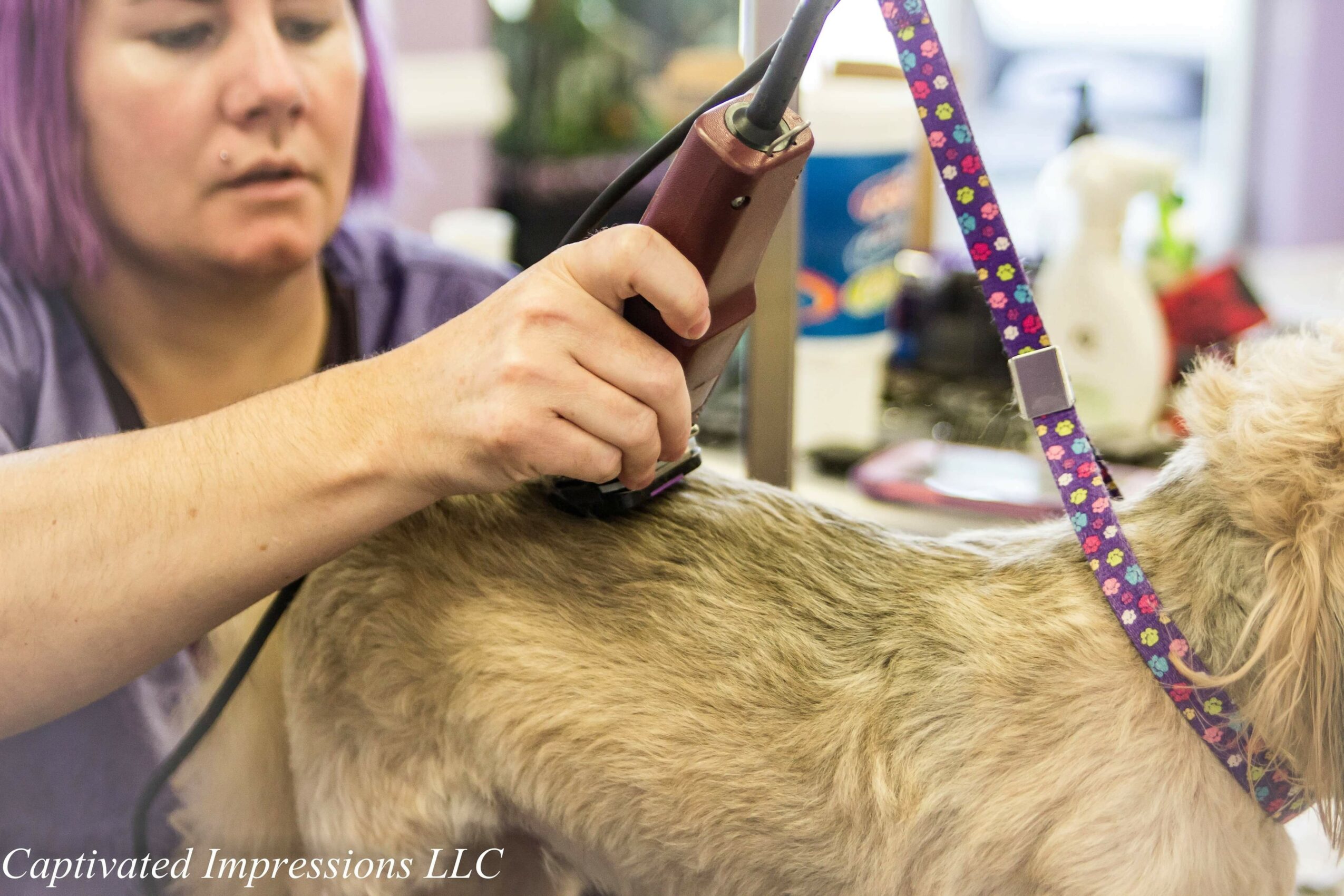 Meet Angela Sexton of Fuzzy Butts LLC – Voyage Ohio Magazine