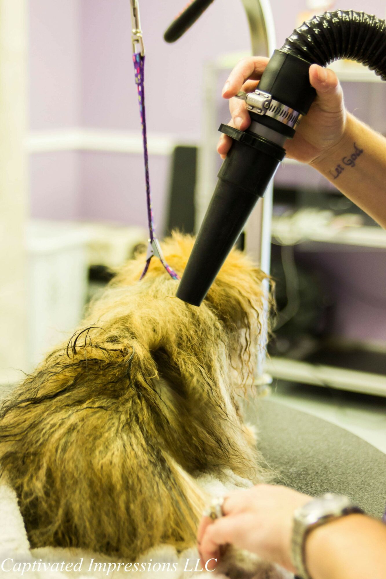 Meet Angela Sexton of Fuzzy Butts LLC – Voyage Ohio Magazine