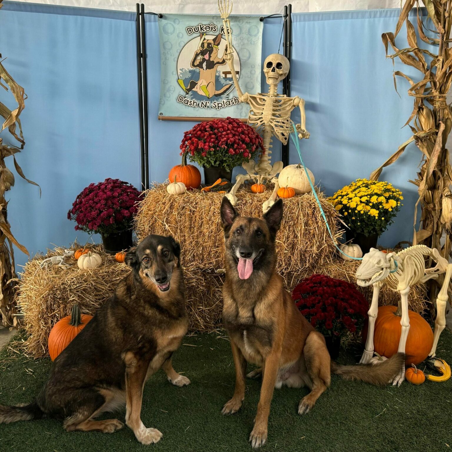 Hidden Gems: Meet Michelle Filler of Duke's K9 Dash N" Splash - Voyage ...