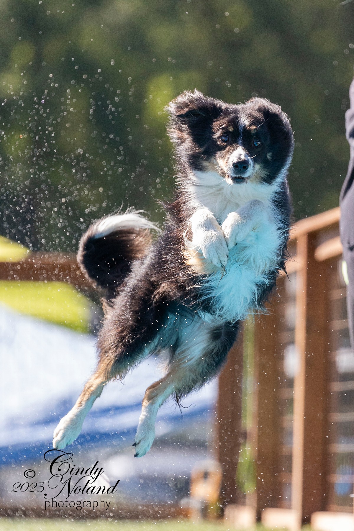 Hidden Gems: Meet Michelle Filler of Duke's K9 Dash N" Splash - Voyage ...